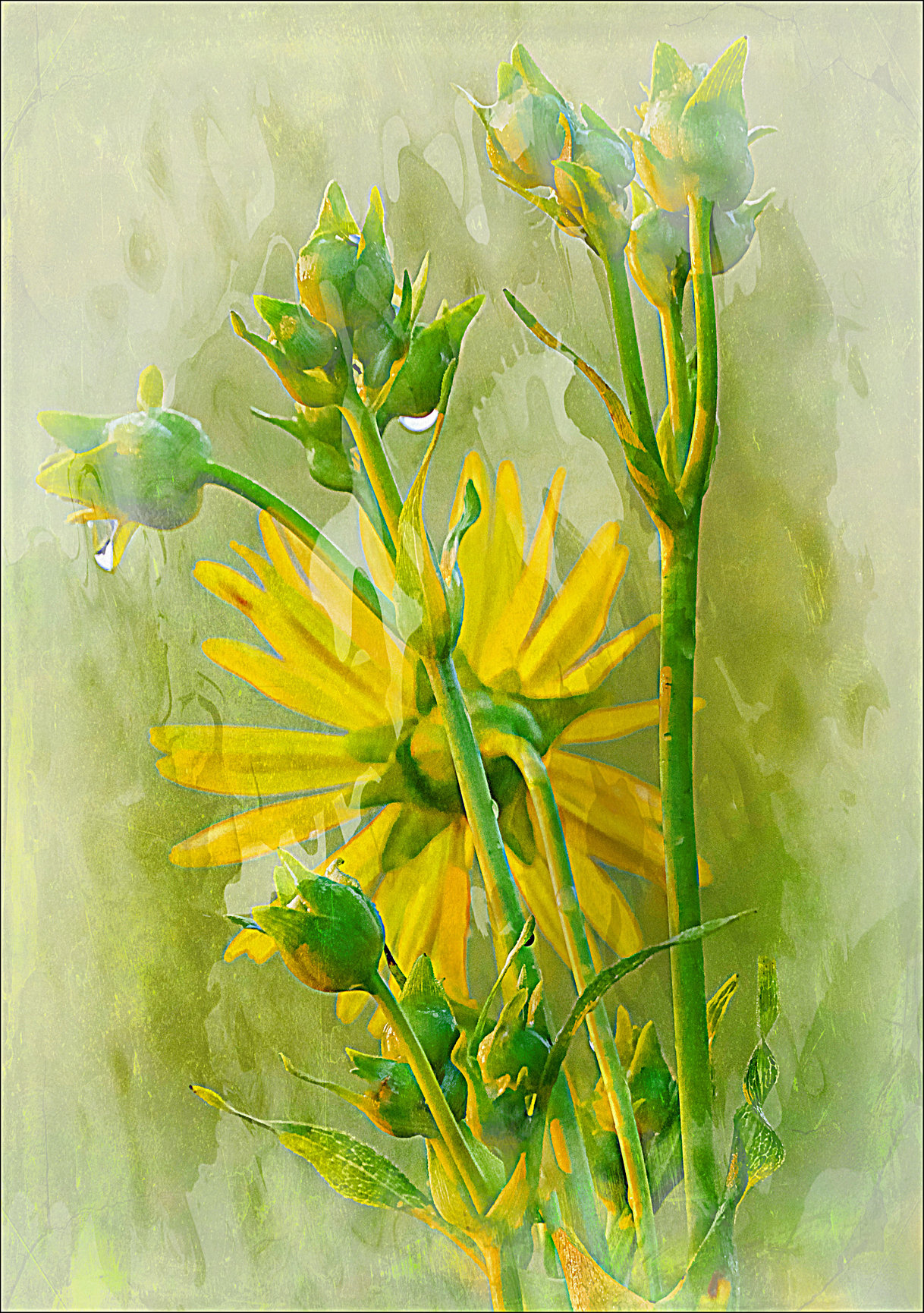 Flowers by Mike Moats | Award Winning Macro Photographer | Sterling, MI