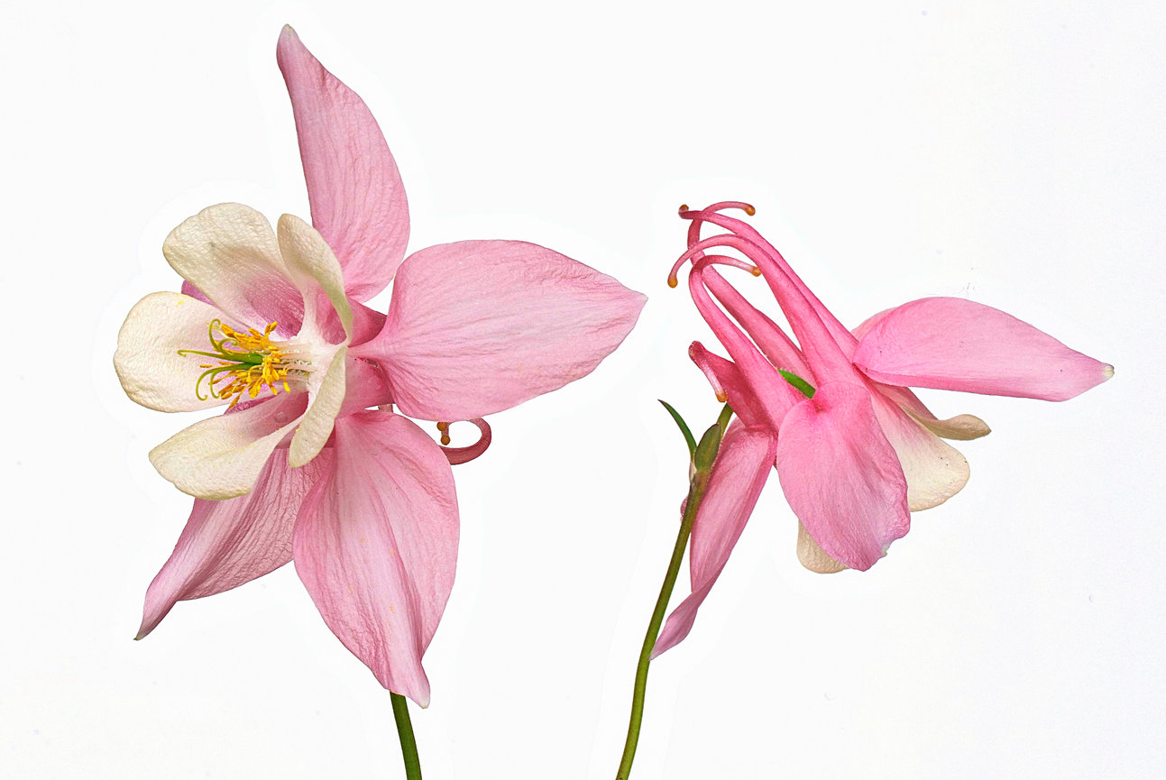 Flowers - Front View / Side View - Mike Moats - Award Winning Macro ...