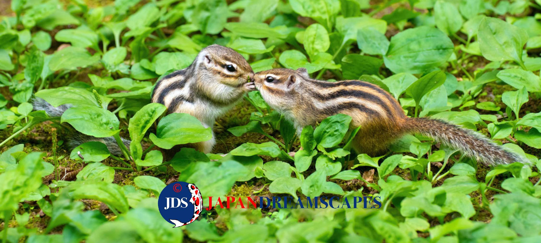 Hokkaido Photo Tours: Ezo Chipmunks and Wildlife Highlights - JAPAN ...