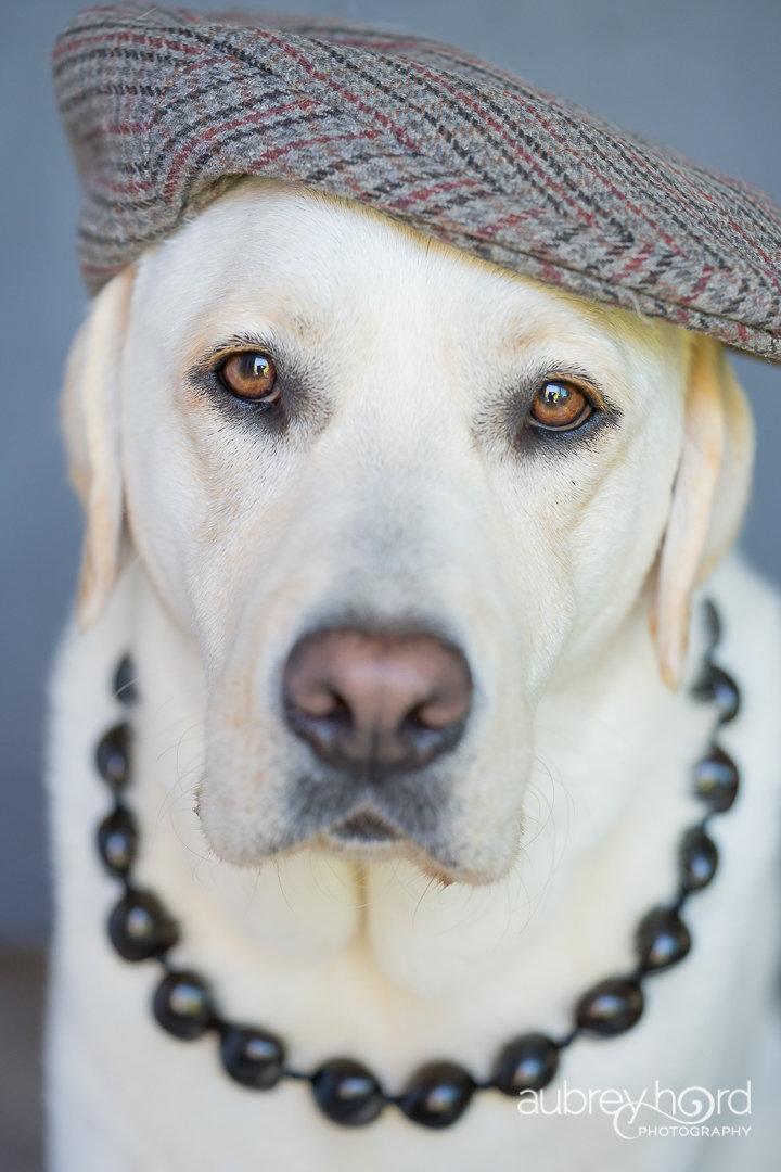 Happy Aloha Friday from Our Studio Dogs