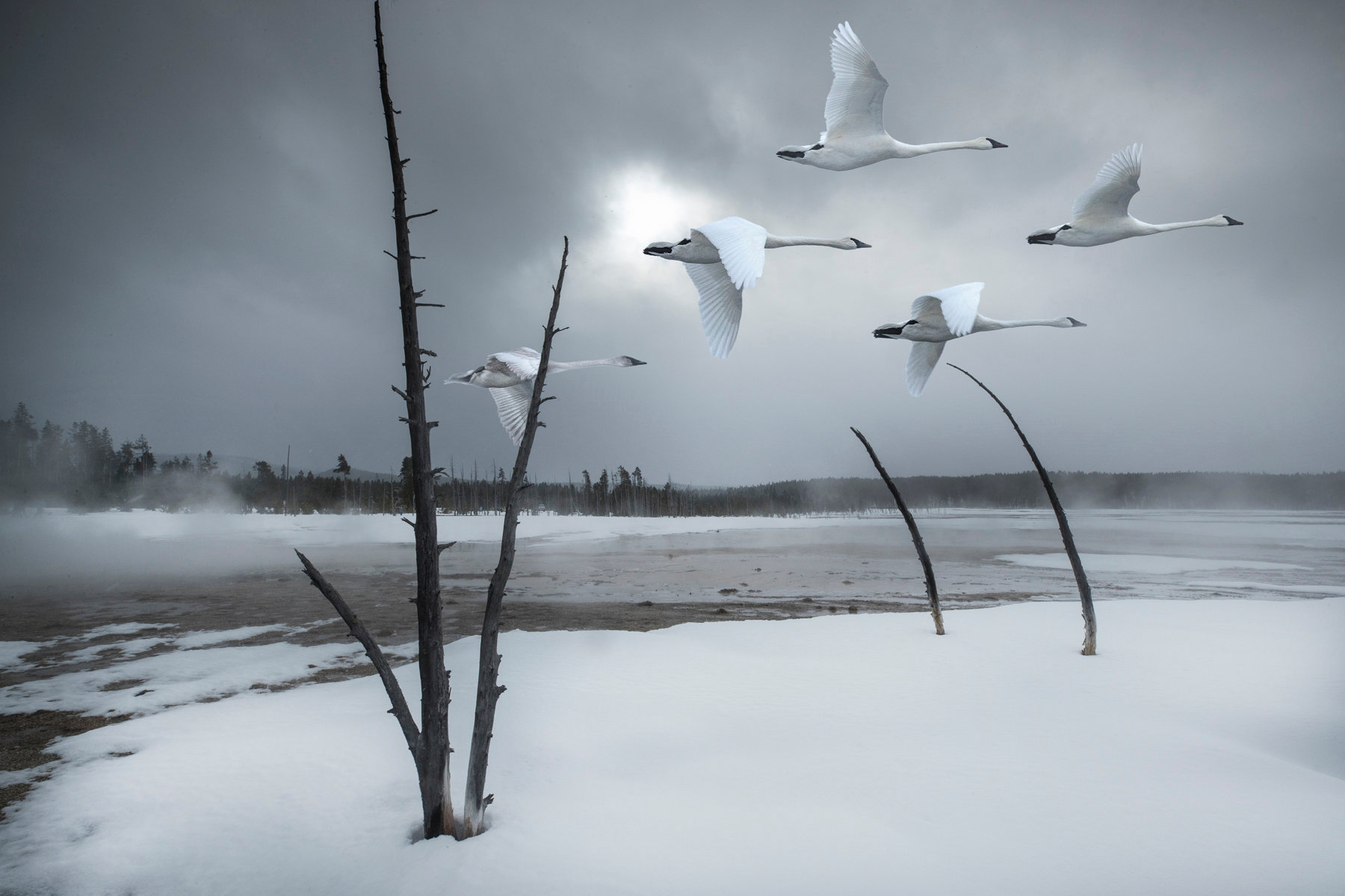 White on white in Yellowstone - Jim Zuckerman photography & photo tours