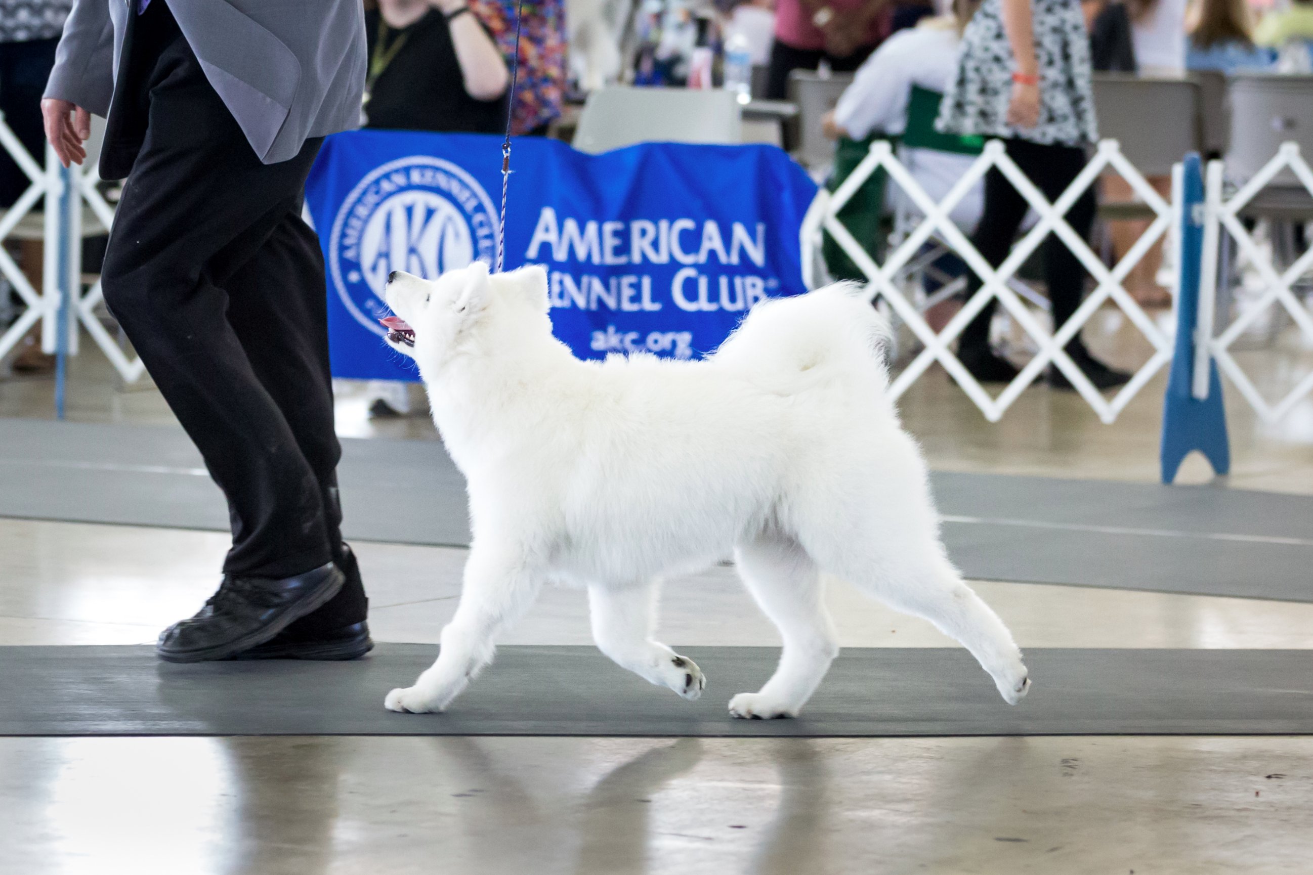Dog Show Ringside Movement Pictures - Mandy Smithers Photography